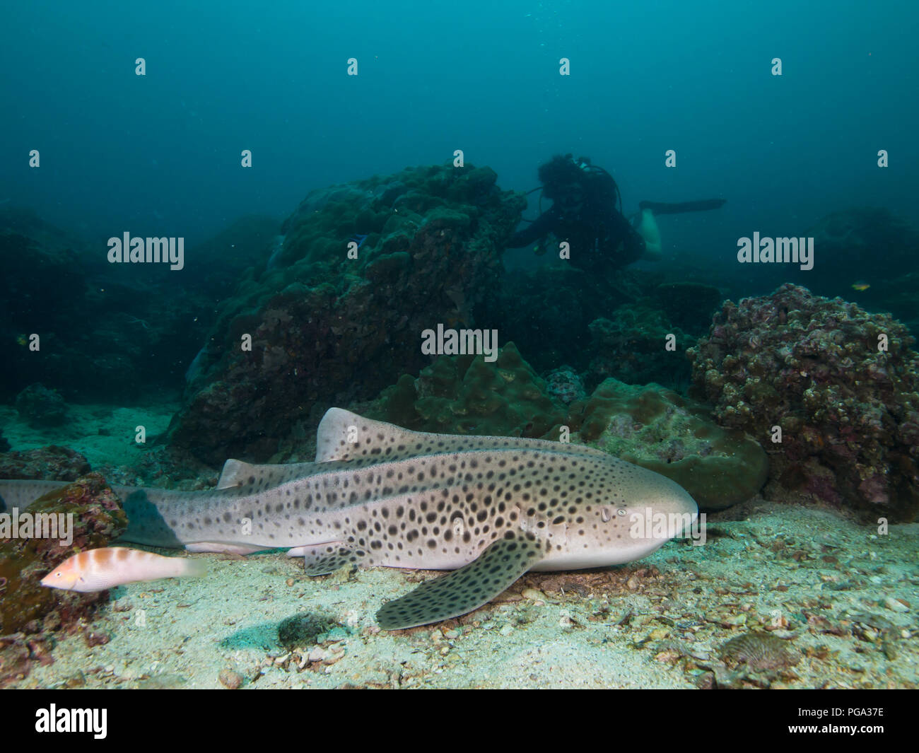 Resting diver hi-res stock photography and images - Alamy