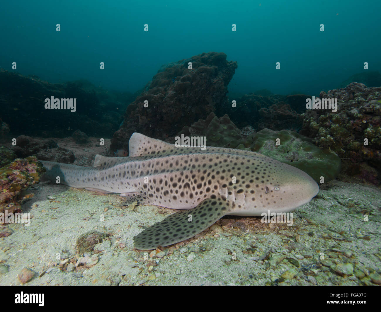 Zebra leopard shark stegostoma fasciatum hi-res stock photography and ...