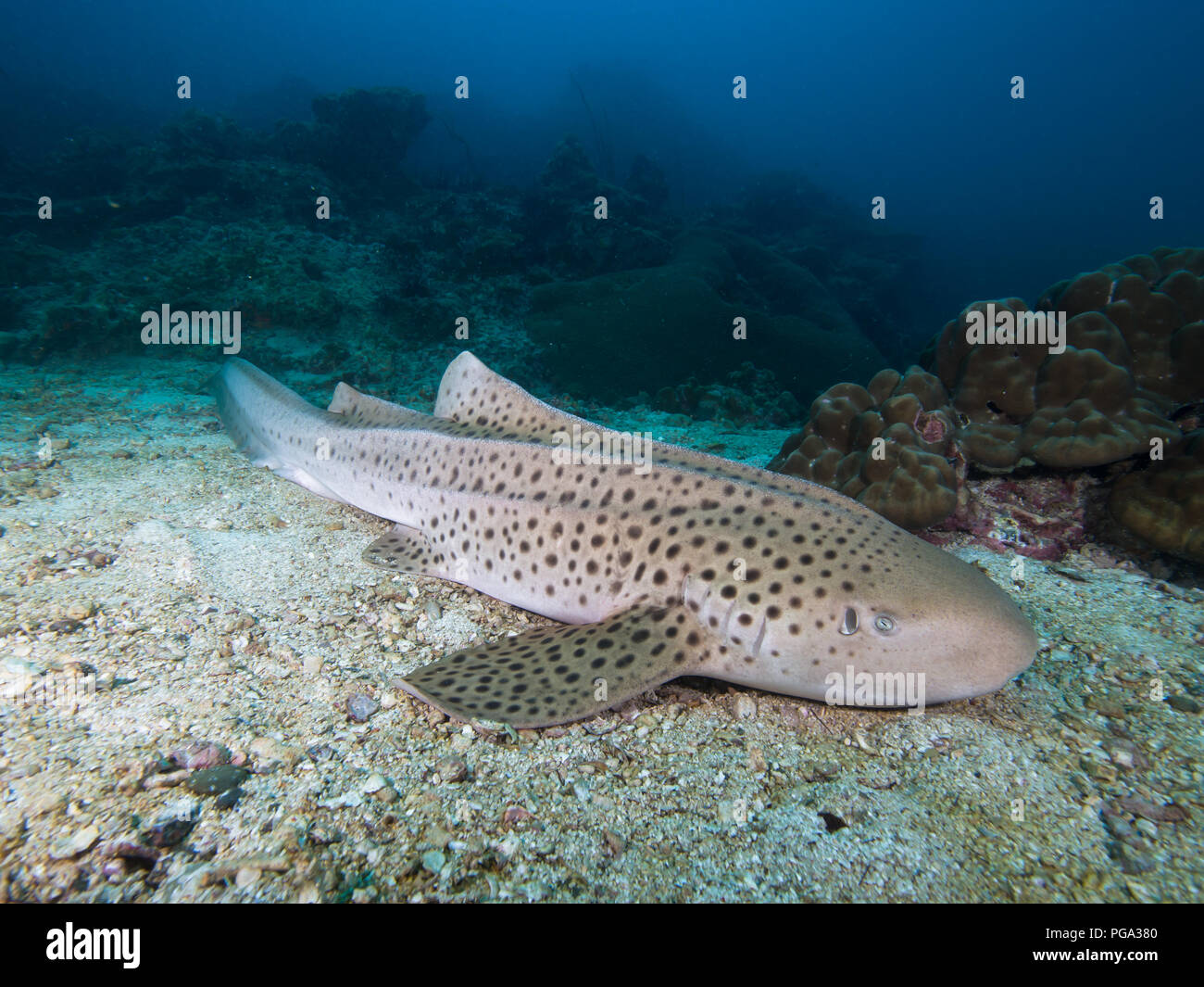 Leopard Shark resting on the sandy bottom Stock Photo - Alamy