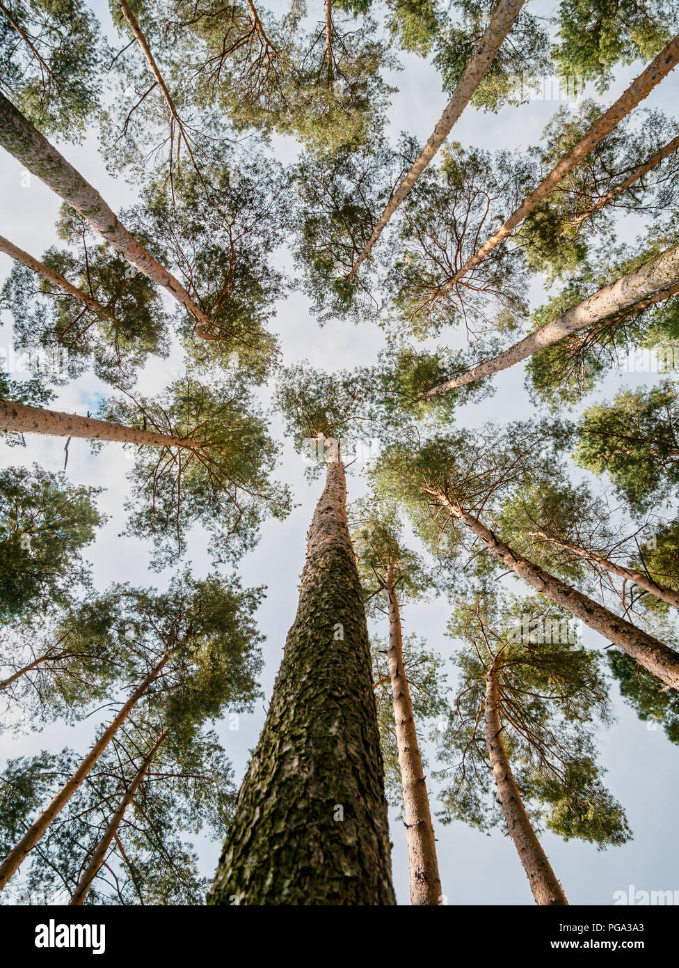 Bottom up view in a forest with many trees Stock Photo - Alamy