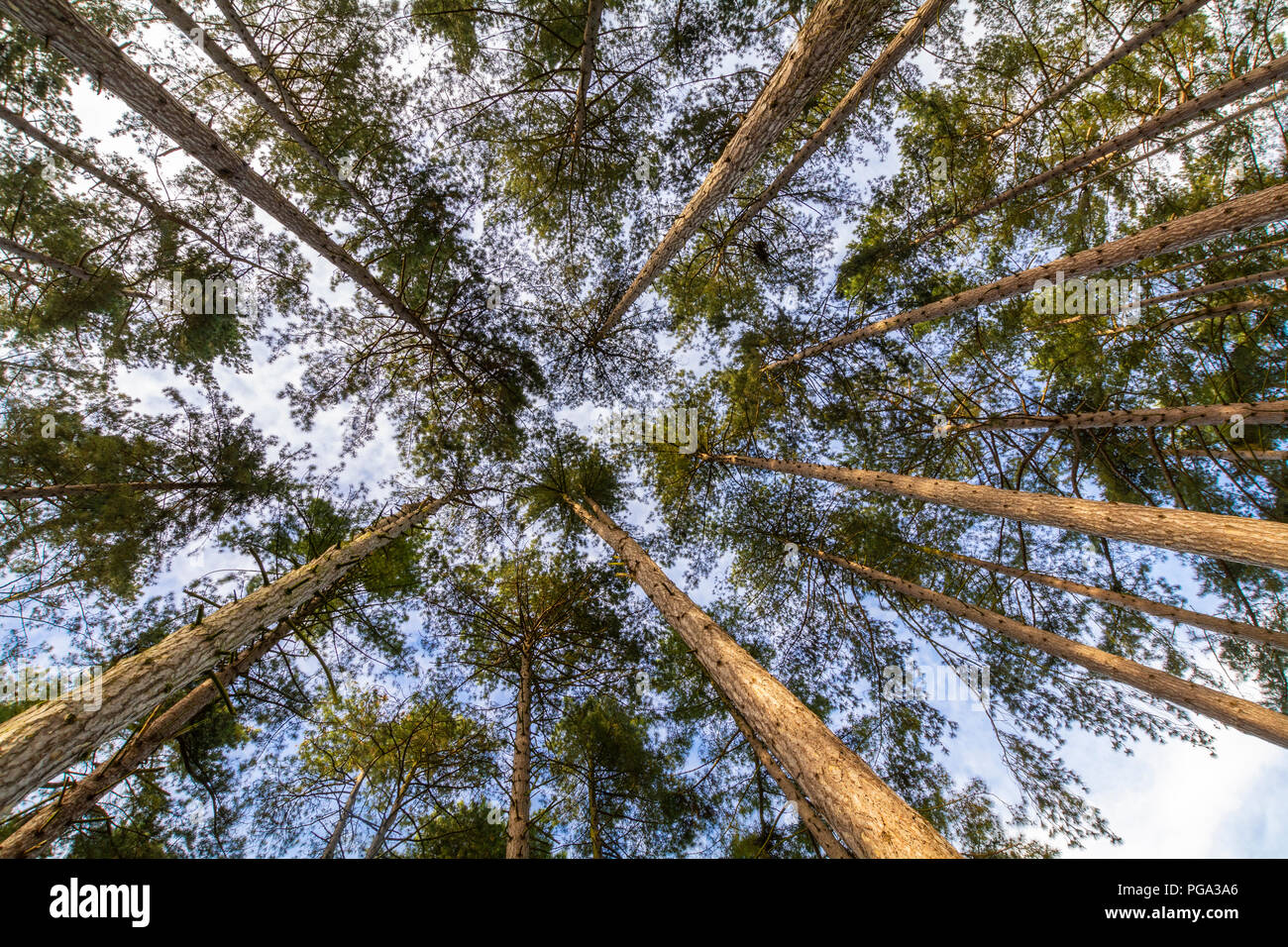 Trees - Looking Up Stock Photo - Alamy