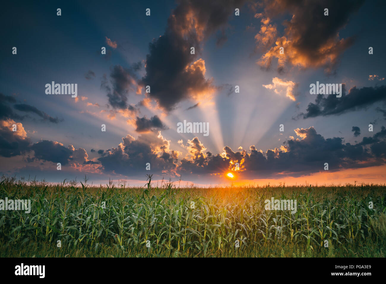Summer Sunset Evening Above Countryside Rural Cornfield Landscape ...