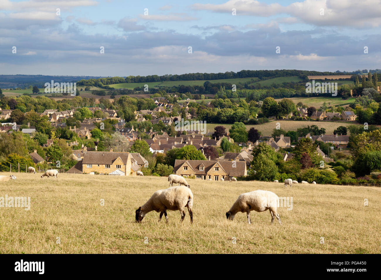 Sheep grazing summer grass above Cotswold town of Chipping Campden ... Sheep grazing summer grass above Cotswold town of Chipping Campden ...