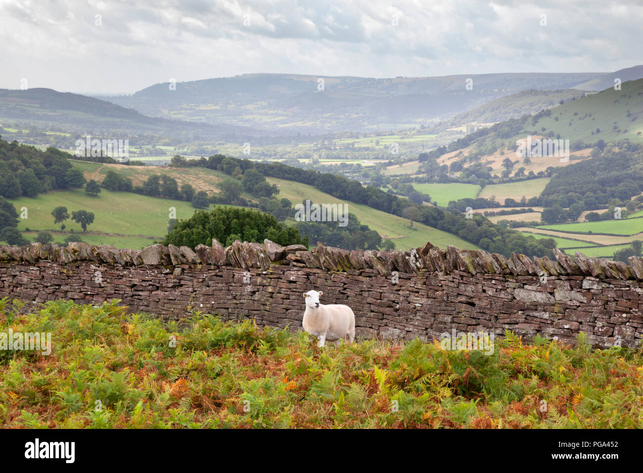 Wall to wall sheep hi-res stock photography and images - Alamy