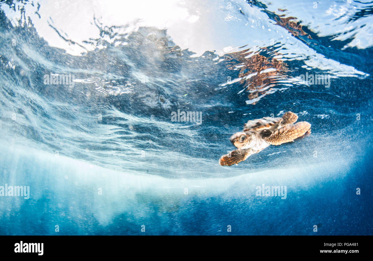 Picture shows a Sea Turtle release at the Bahamas Stock Photo - Alamy