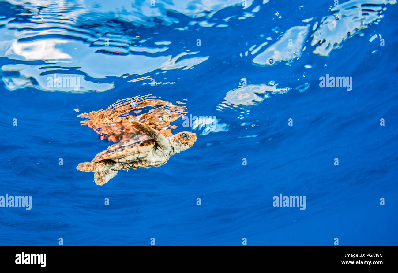 Picture shows a Sea Turtle release at the Bahamas Stock Photo - Alamy
