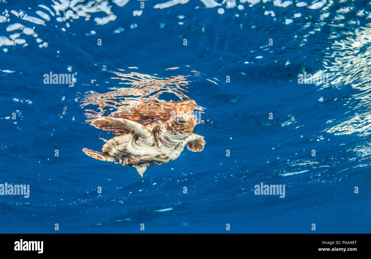 Picture shows a Sea Turtle release at the Bahamas Stock Photo - Alamy