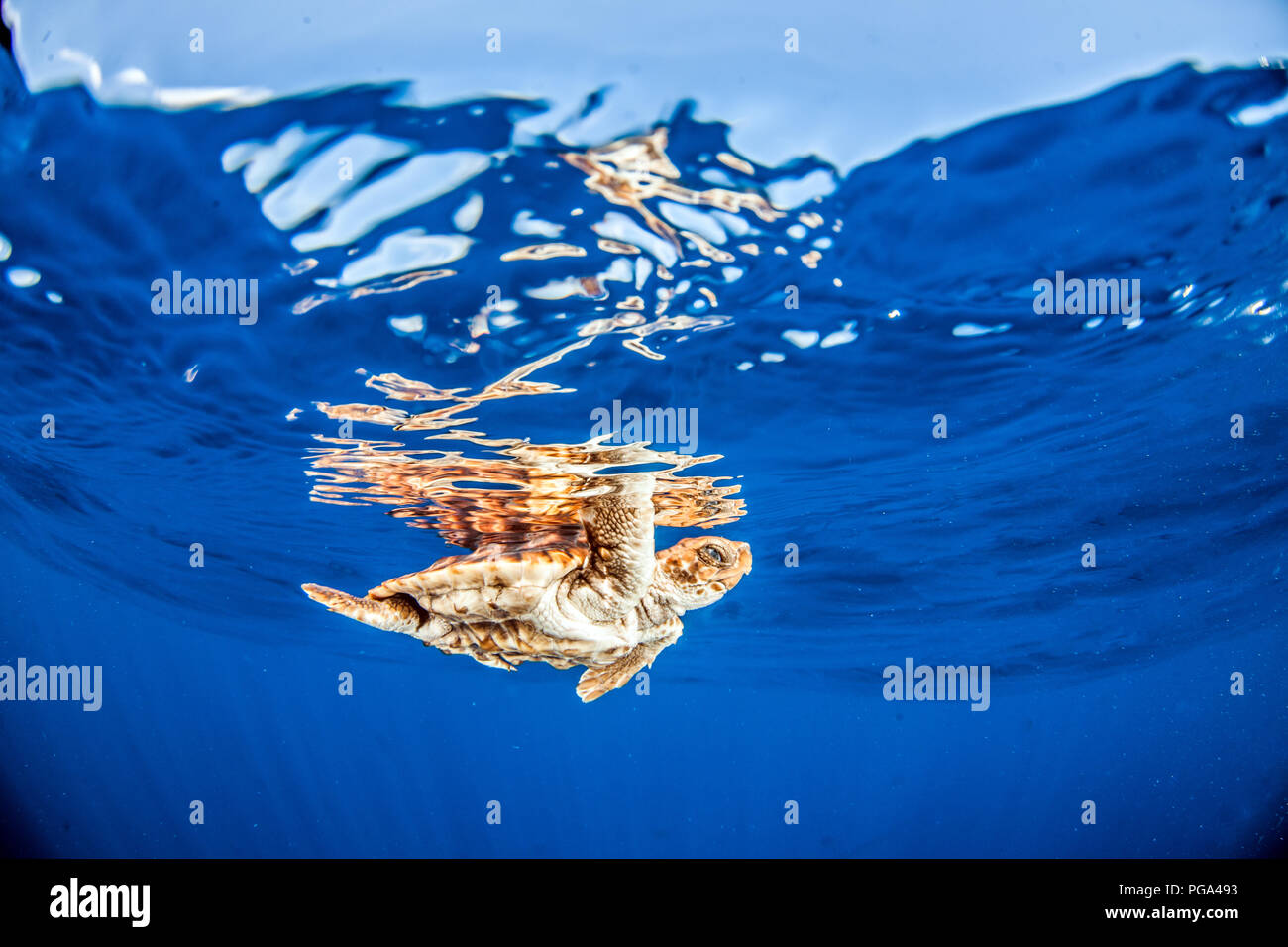 Picture shows a Sea Turtle release at the Bahamas Stock Photo - Alamy