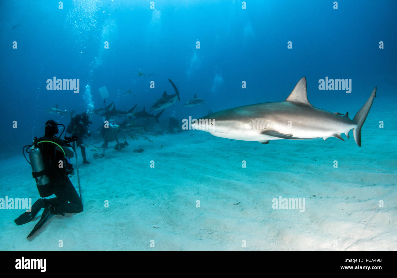 Picture shows a Caribbean reef shark at the Bahamas Stock Photo - Alamy