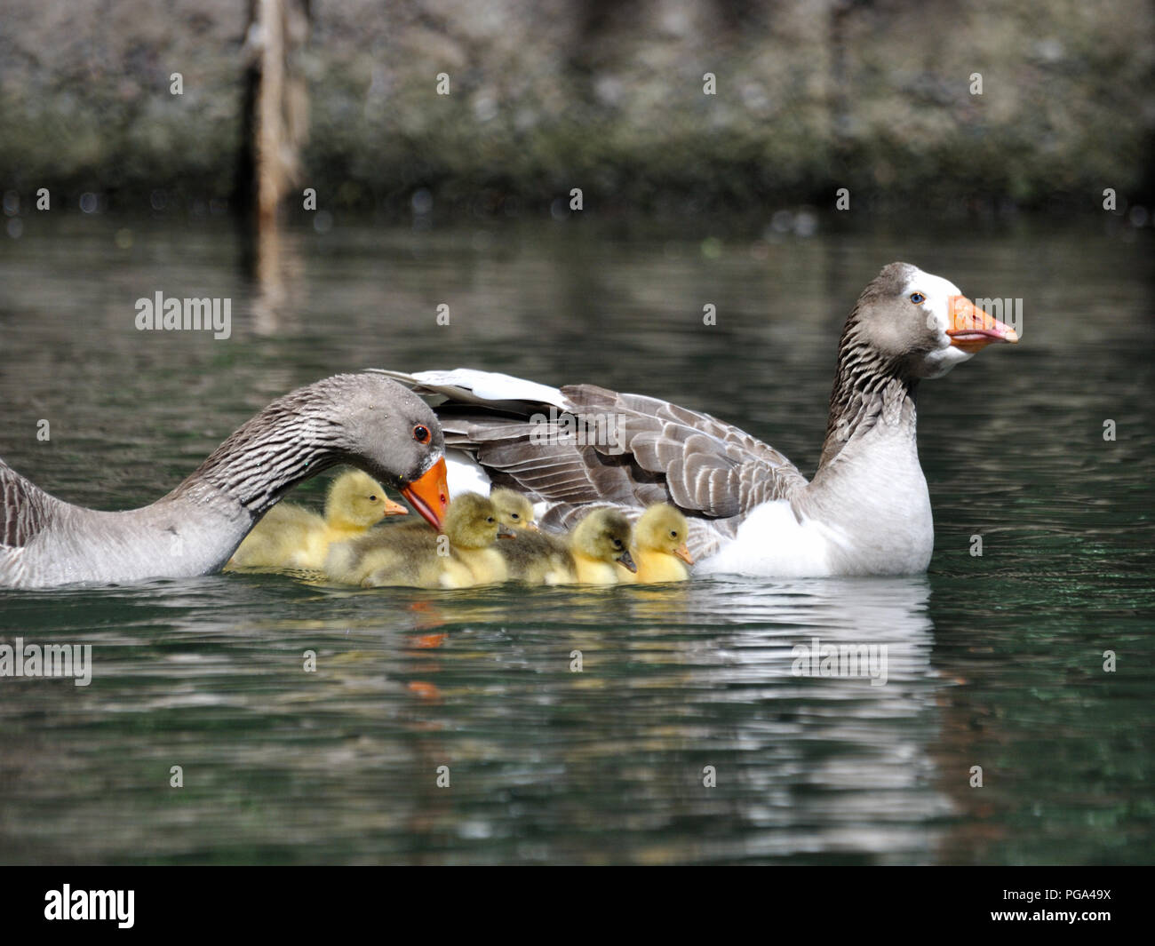 goose parents with goslings at a park in Buenos Aires Stock Photo - Alamy