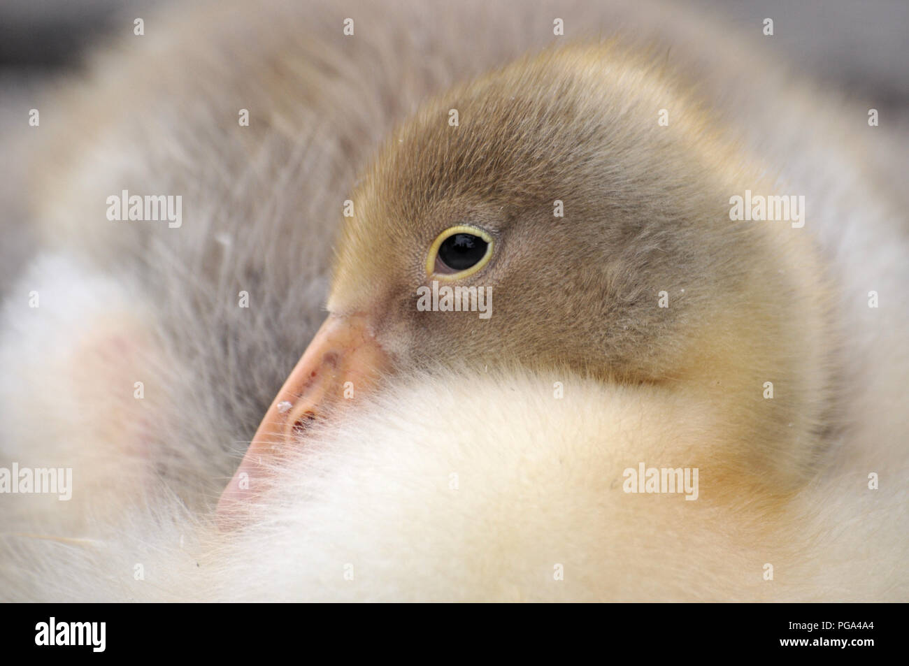 Lovely duckling hi-res stock photography and images - Alamy