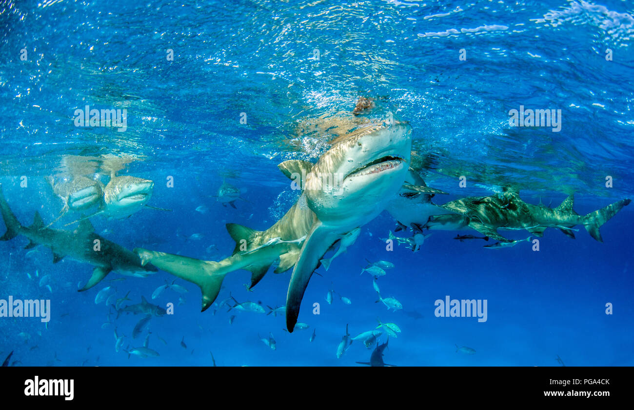 Lemon shark hi-res stock photography and images - Alamy