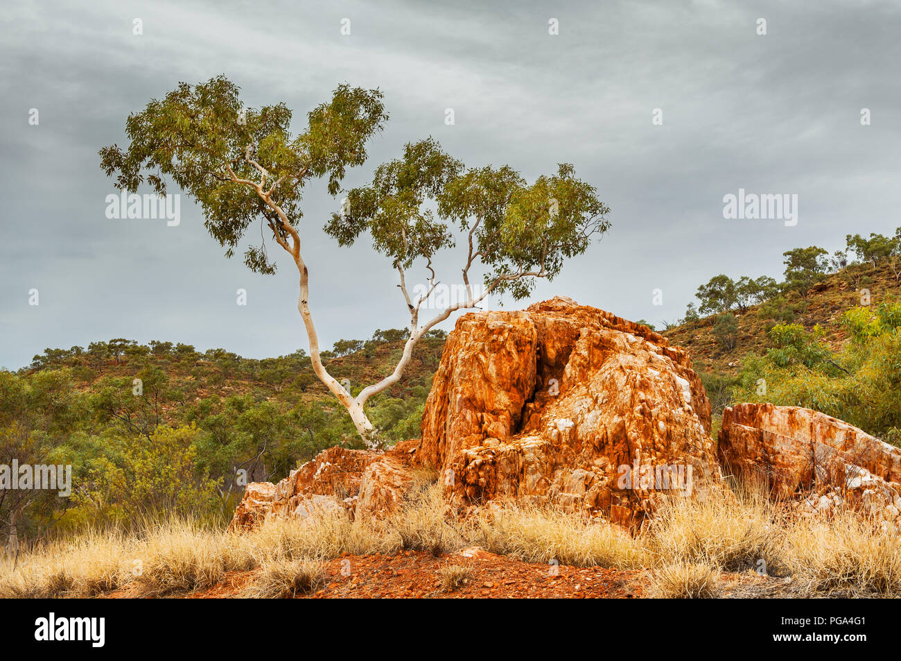 Typical outback scenery with rocky hills and a gum tree in Standish ...