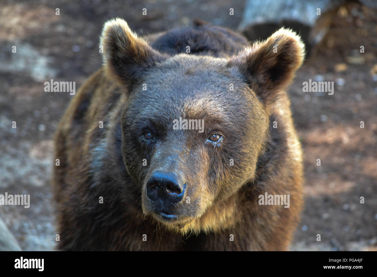 walls of a medieval caste Stock Photo - Alamy