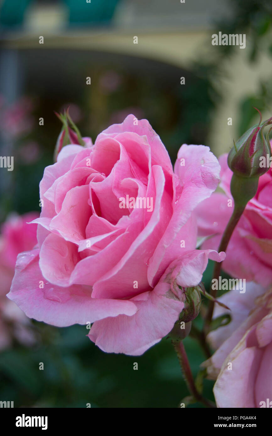 walls of a medieval caste Stock Photo - Alamy