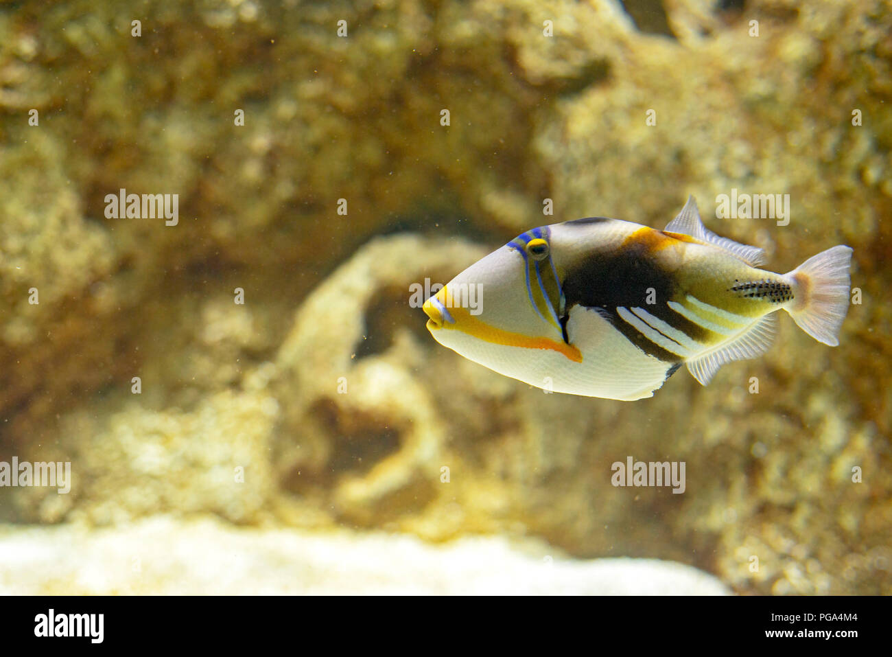 Fish identification hi-res stock photography and images - Alamy