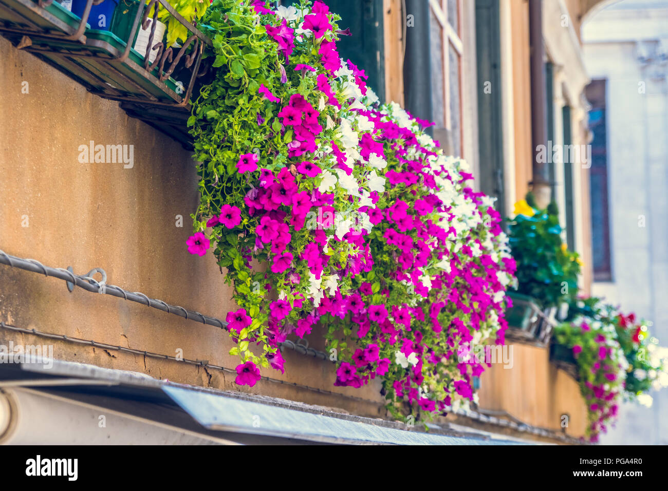 houses with flowers on the windows in venice Stock Photo - Alamy