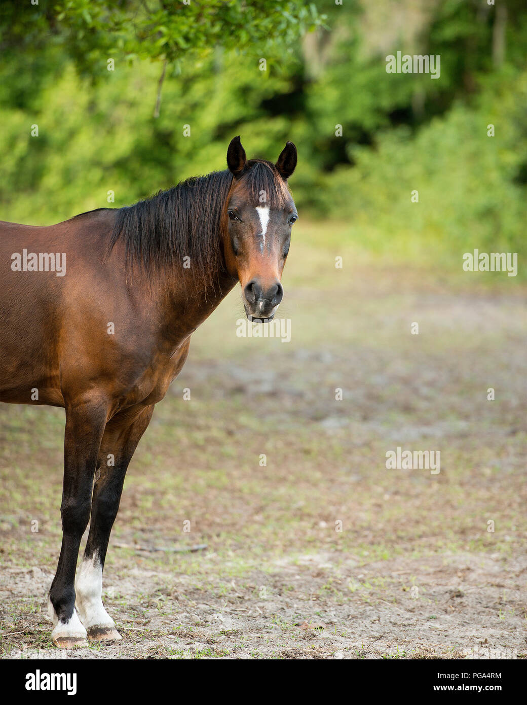 Horse enjoying its environment and surrounding with foliage background ...