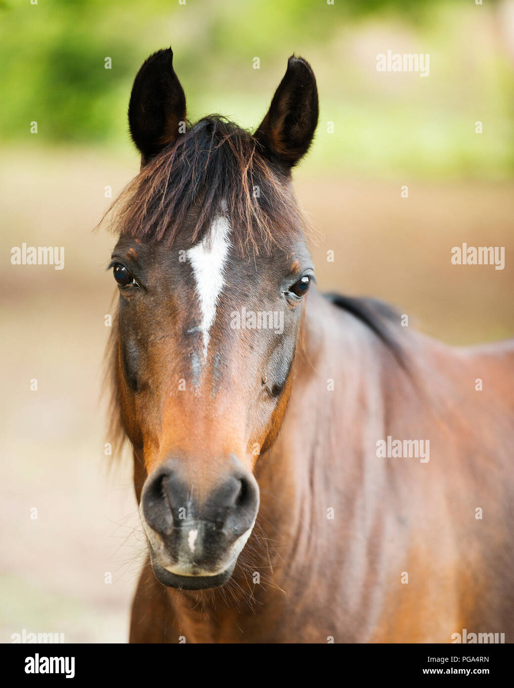 Horse Head Profile High Resolution Stock Photography and Images - Alamy