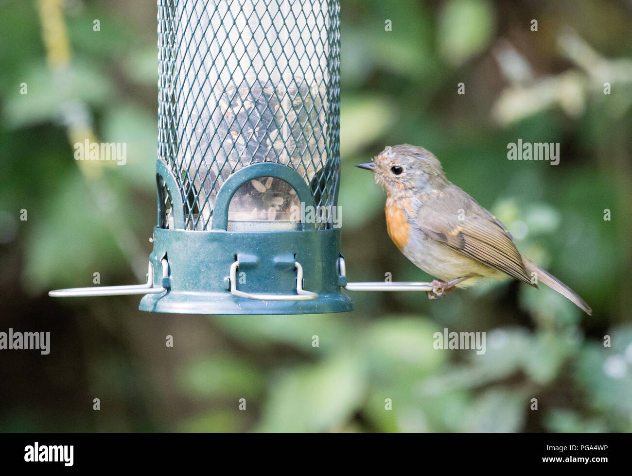 Juvenile Robin on a garden bird feeder Stock Photo - Alamy