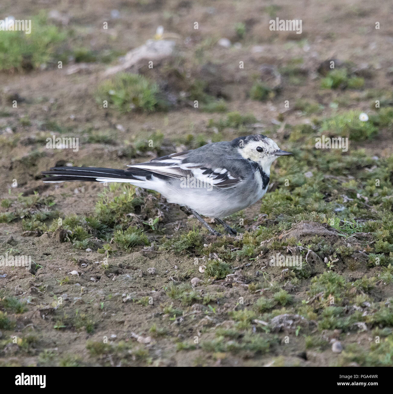 Pied wagtail uk flying hi-res stock photography and images - Alamy
