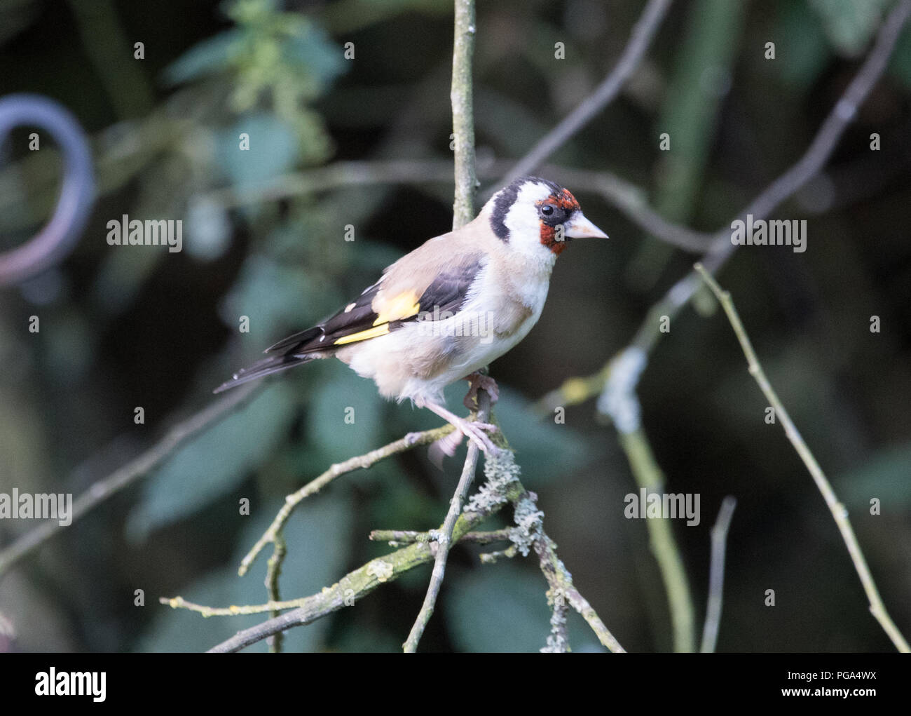Native european bird hi-res stock photography and images - Alamy
