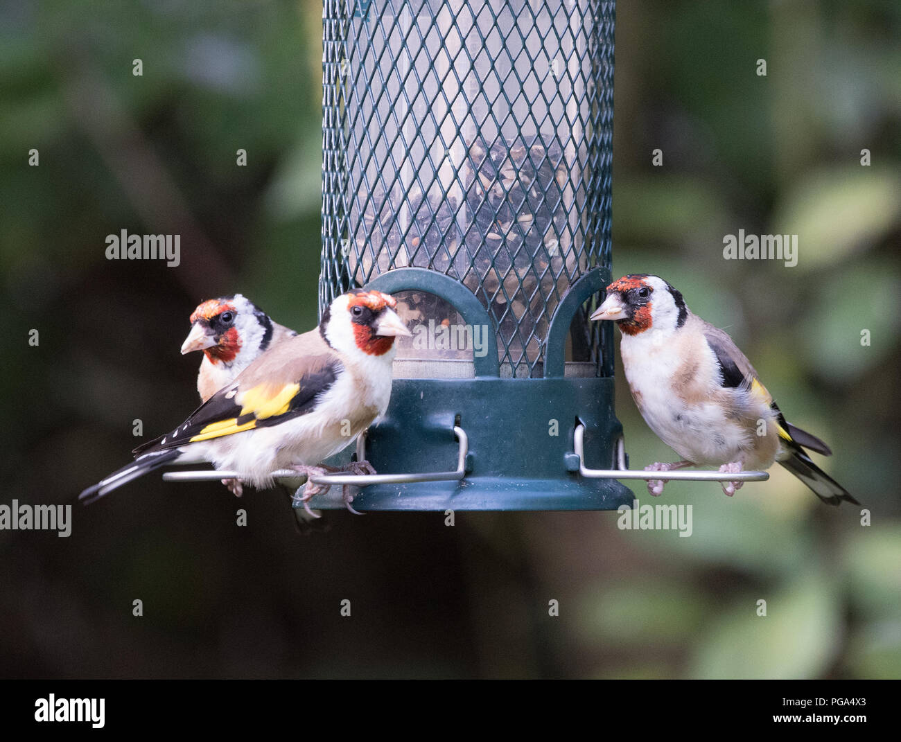 European goldfinches hi-res stock photography and images - Alamy