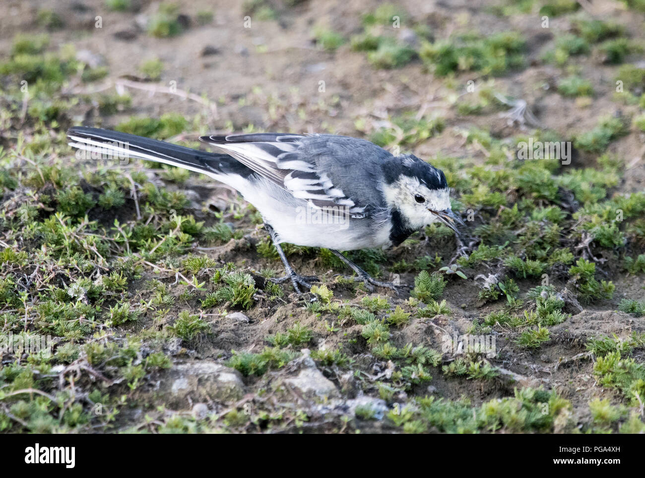 Pied wagtail uk flying hi-res stock photography and images - Alamy
