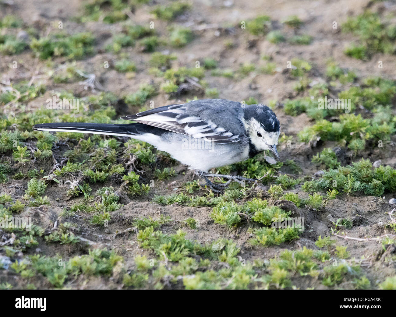 Wagtail species hi-res stock photography and images - Alamy