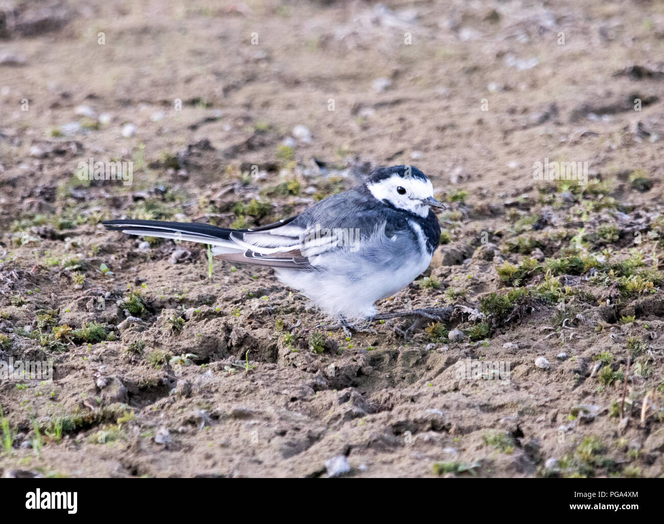 Pied wagtail uk flying hi-res stock photography and images - Alamy