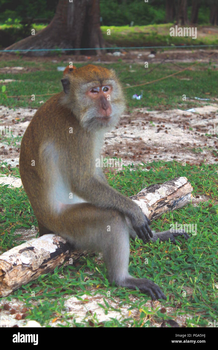 Wildlife with emotion hi-res stock photography and images - Alamy