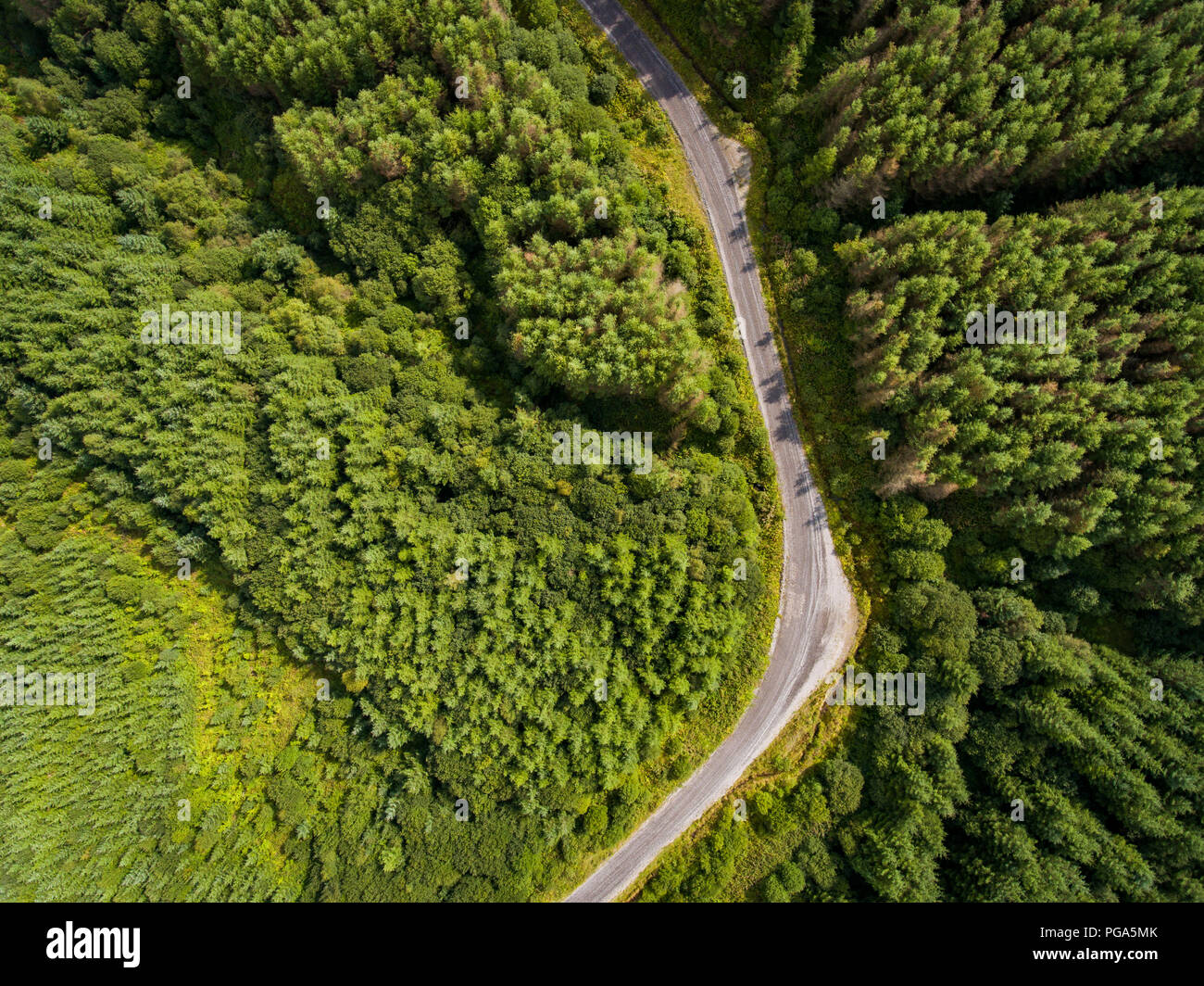 Overhead aerial view of a road running through a forest in South Wales ...