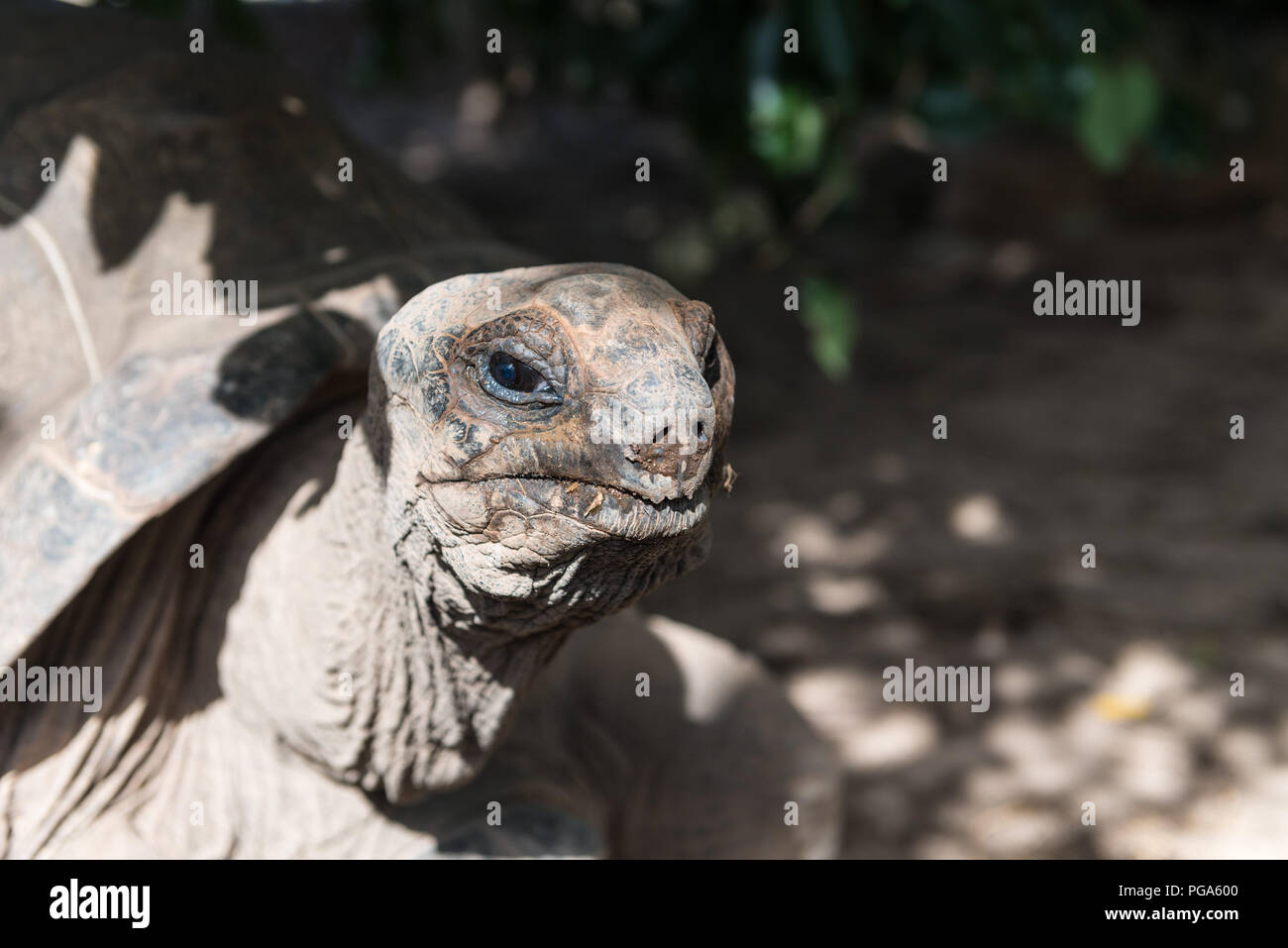 A giant turtle looking at camera Stock Photo - Alamy
