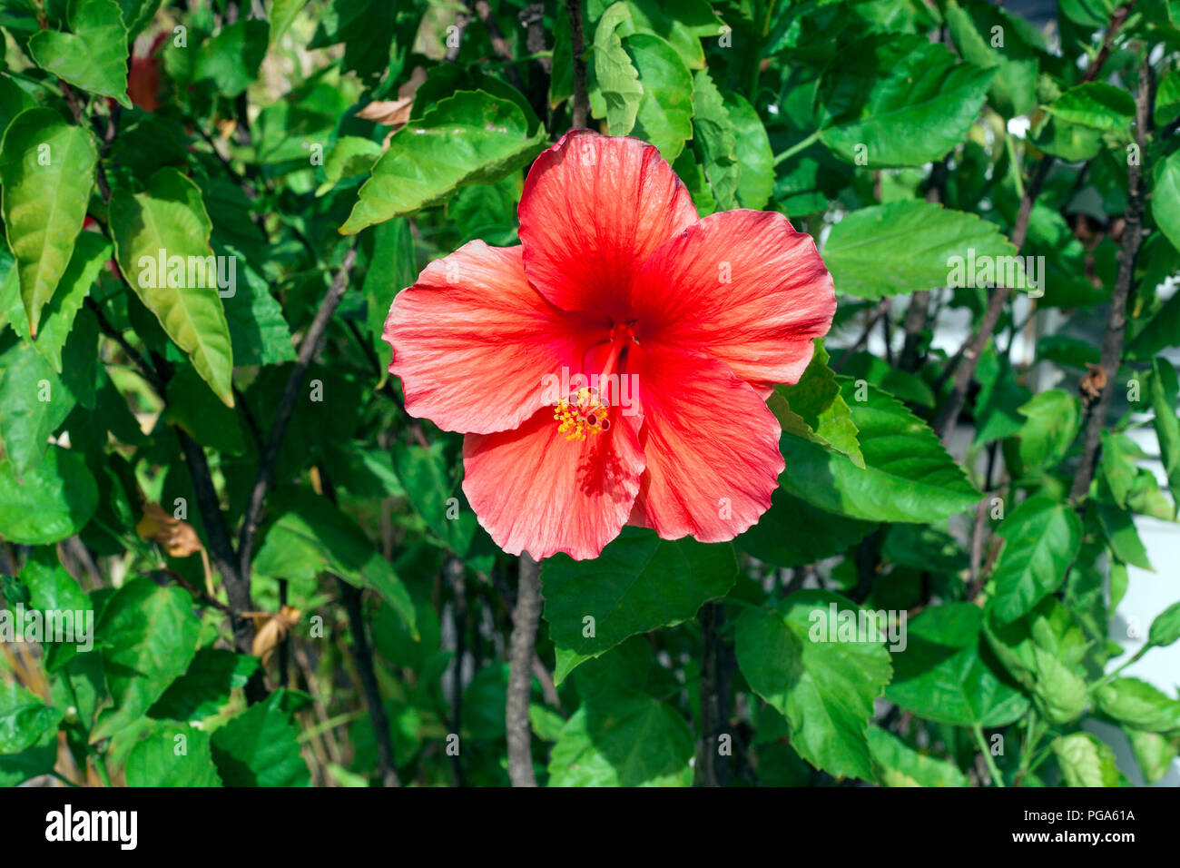 Red flower Hibiscus in summer garden Stock Photo - Alamy