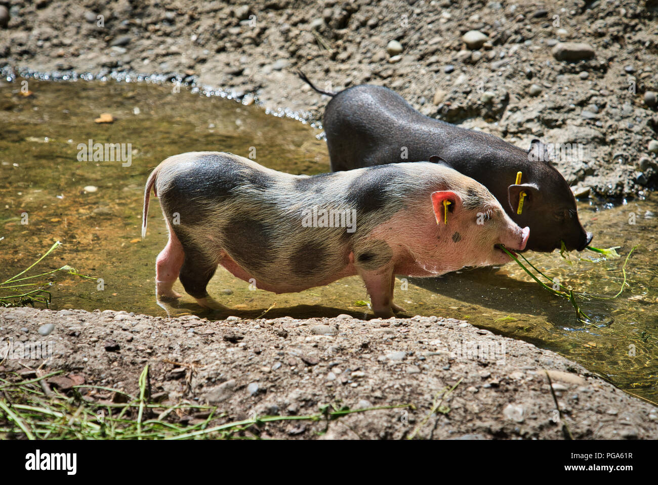 Jungle Pig Stock Photos & Jungle Pig Stock Images - Alamy