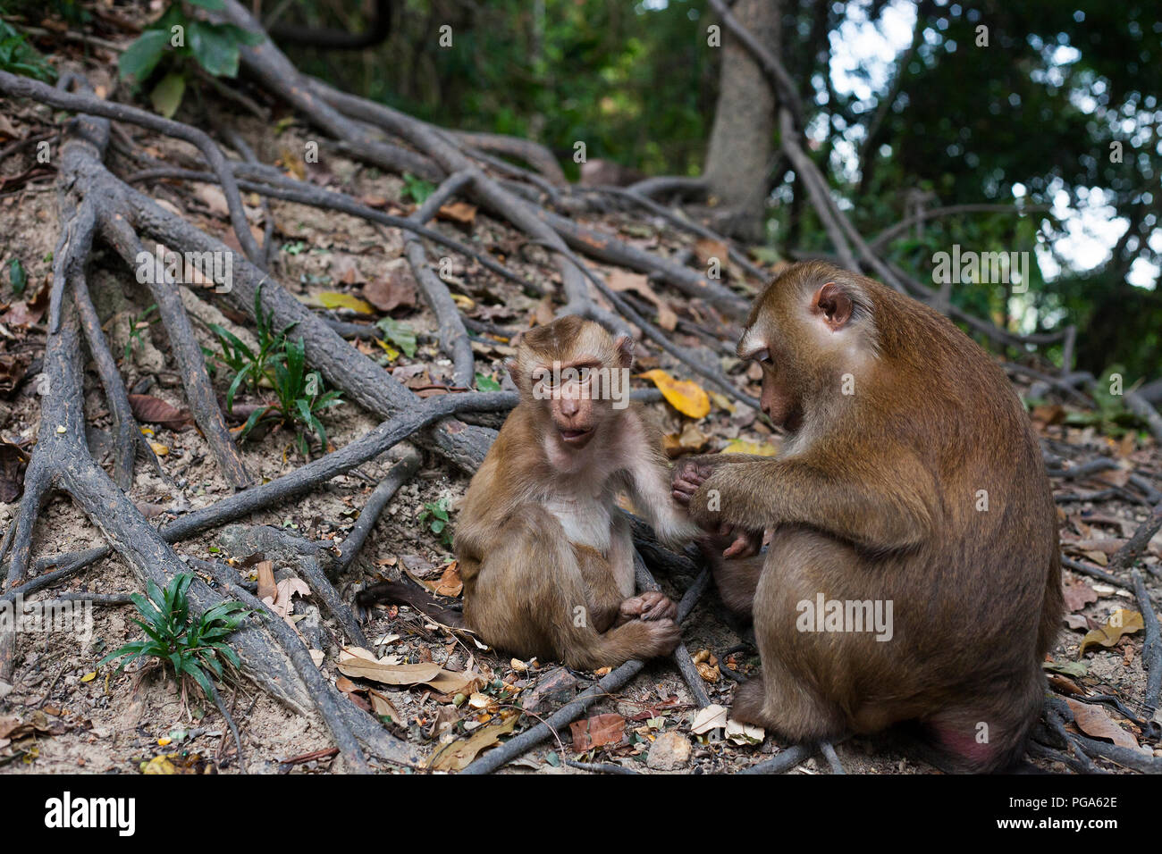 Monkey family. Small macaca fascicularis baby and mother in green ...