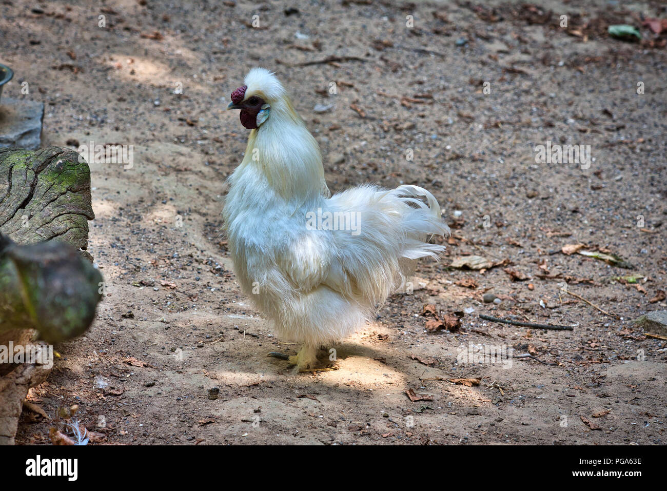 Silkie rooster hi-res stock photography and images - Alamy