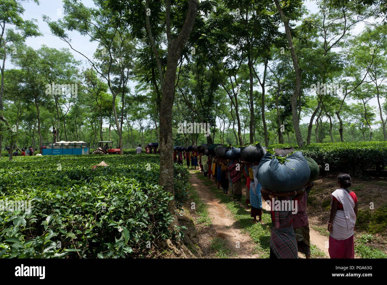 Poor agricultural workers hi-res stock photography and images - Alamy