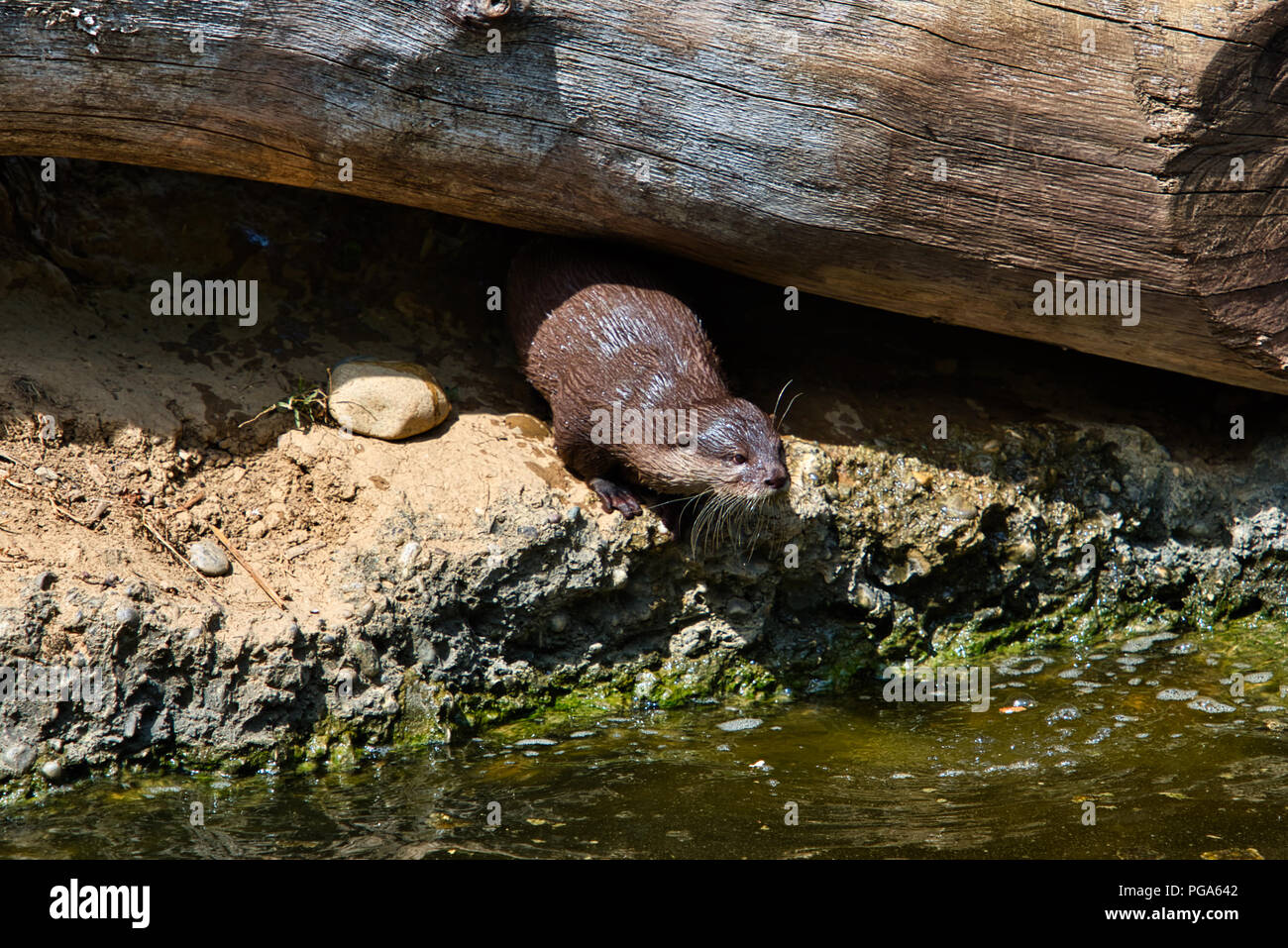 Oriental Small-Clawed Otter Stock Photo - Alamy