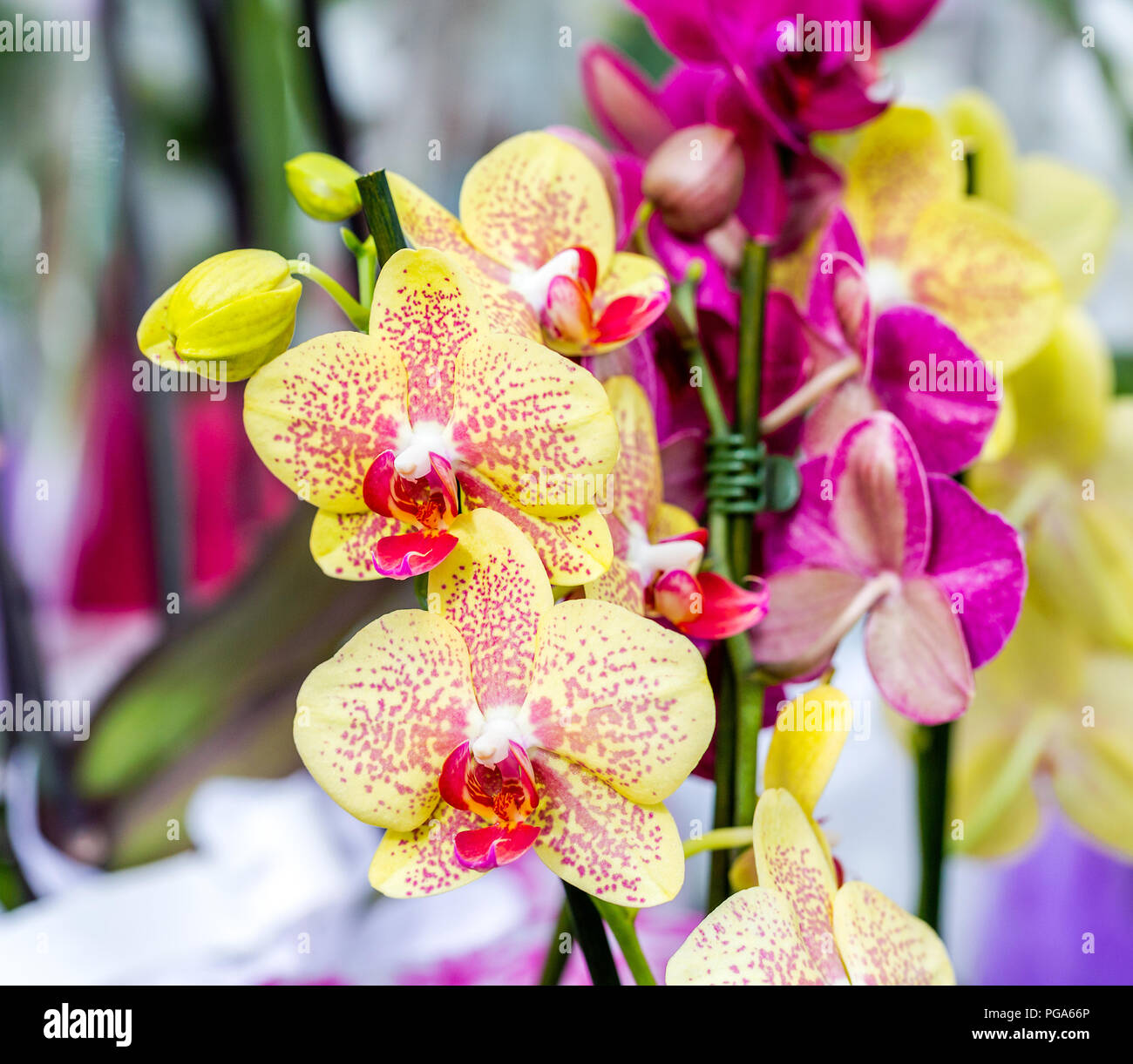 Yellow Phalaenopsis Orchid