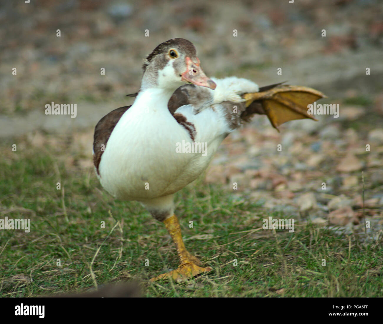 Duckling standing on one feet while stretching leg Stock Photo - Alamy