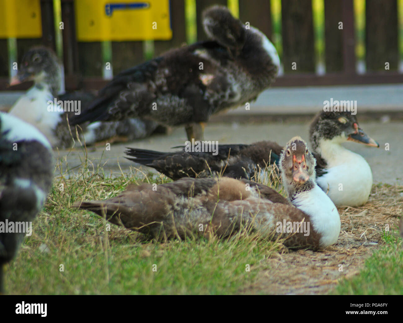 Ducklings cute hi-res stock photography and images - Alamy