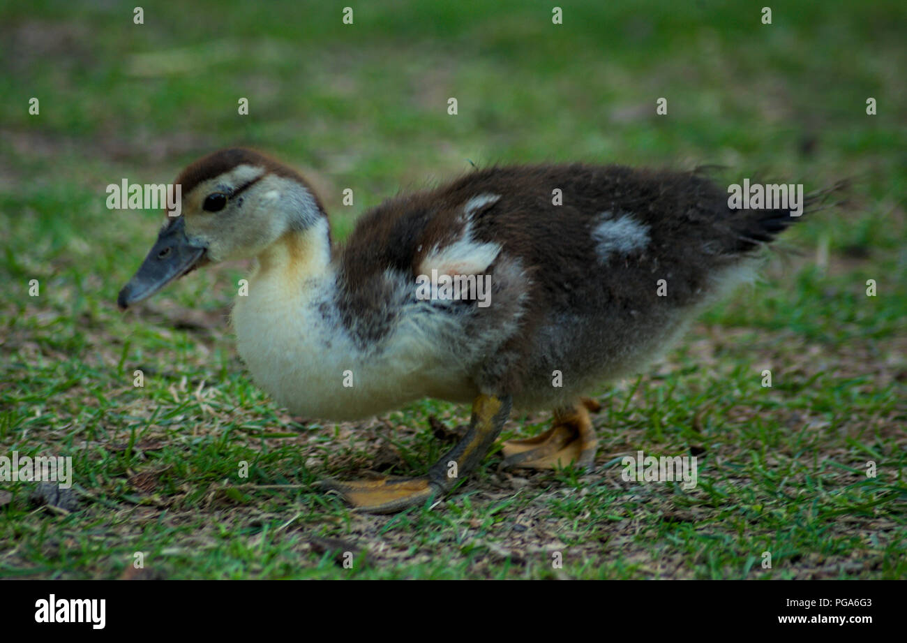 Duckling grass hi-res stock photography and images - Alamy