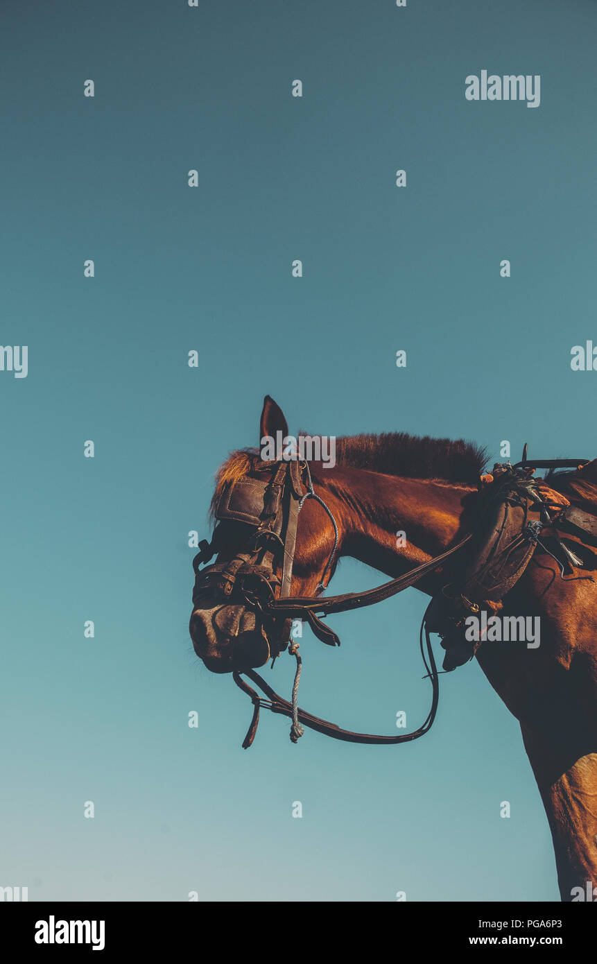 Workhorse High Resolution Stock Photography and Images - Alamy