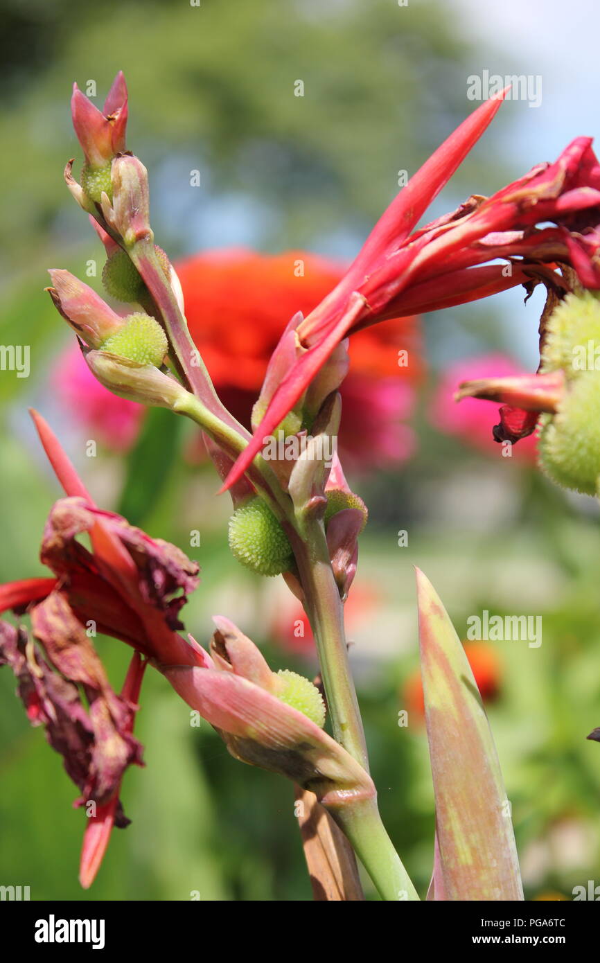 Beautiful blossoming flowers in late summer on a hot and sunny day ...