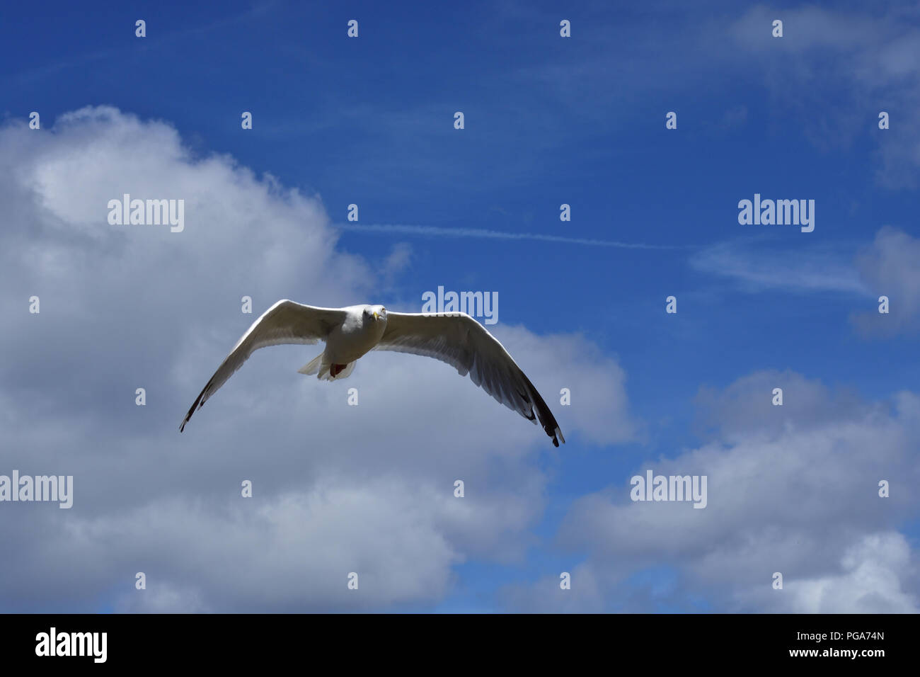Flying herring gull hi-res stock photography and images - Alamy