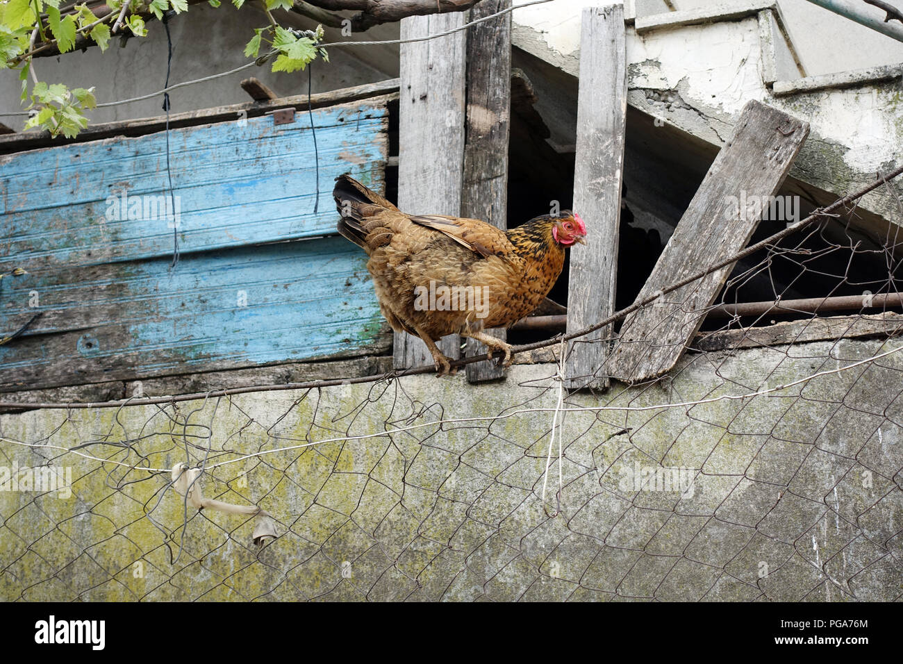 A rooster in the village house wall Stock Photo - Alamy