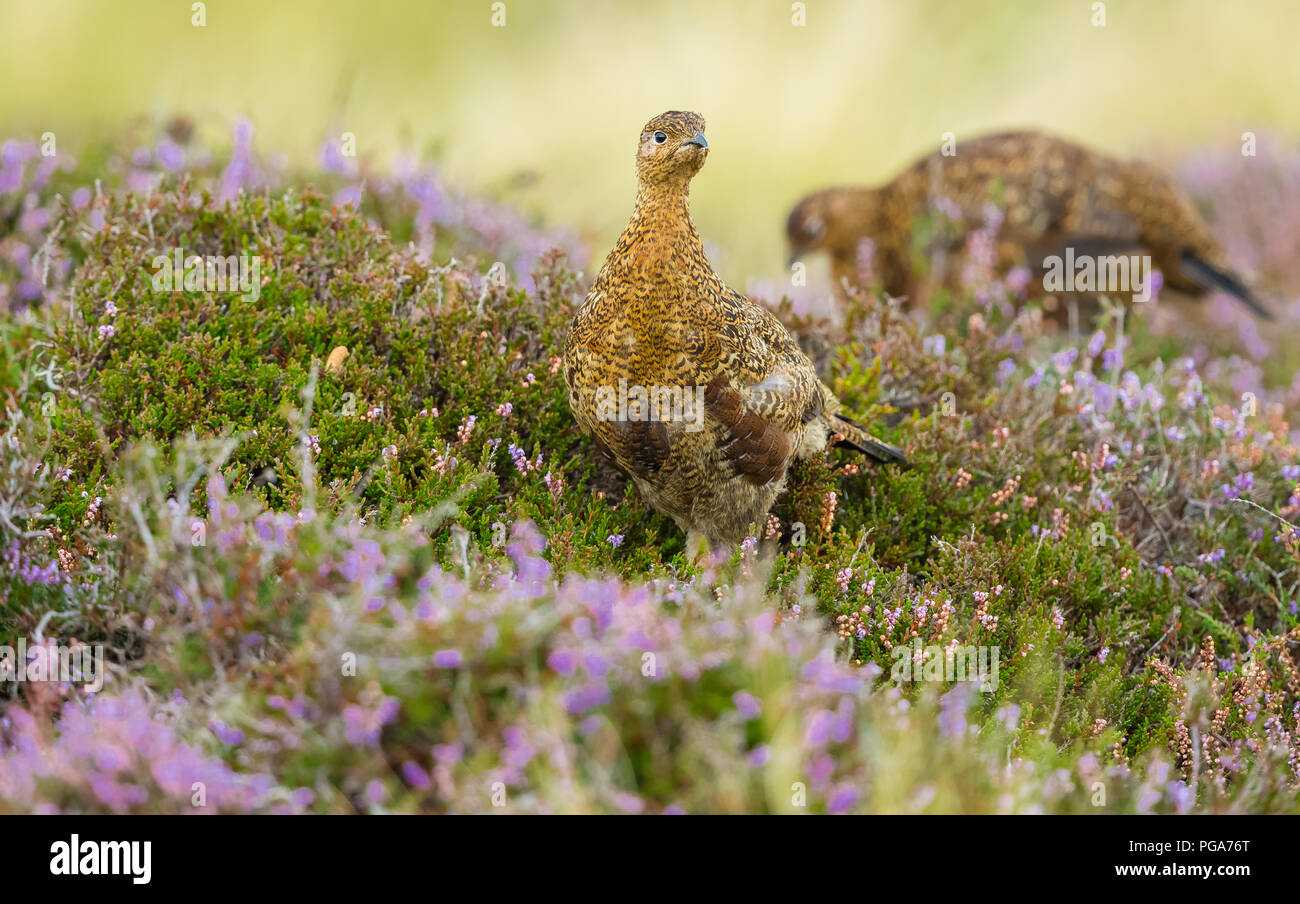 Red Grouse in their natural habitat of purple heather, reeds and ...