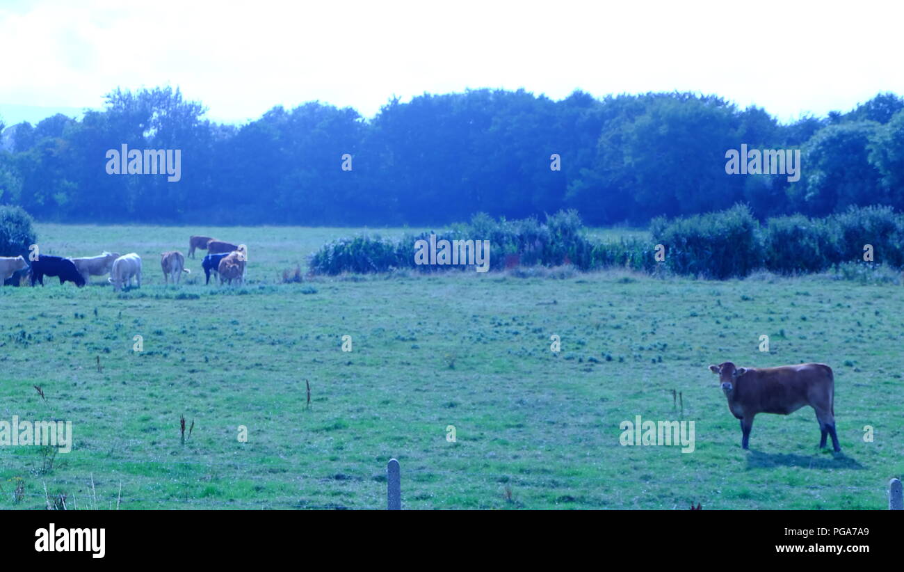 Newcastle ireland hi-res stock photography and images - Alamy