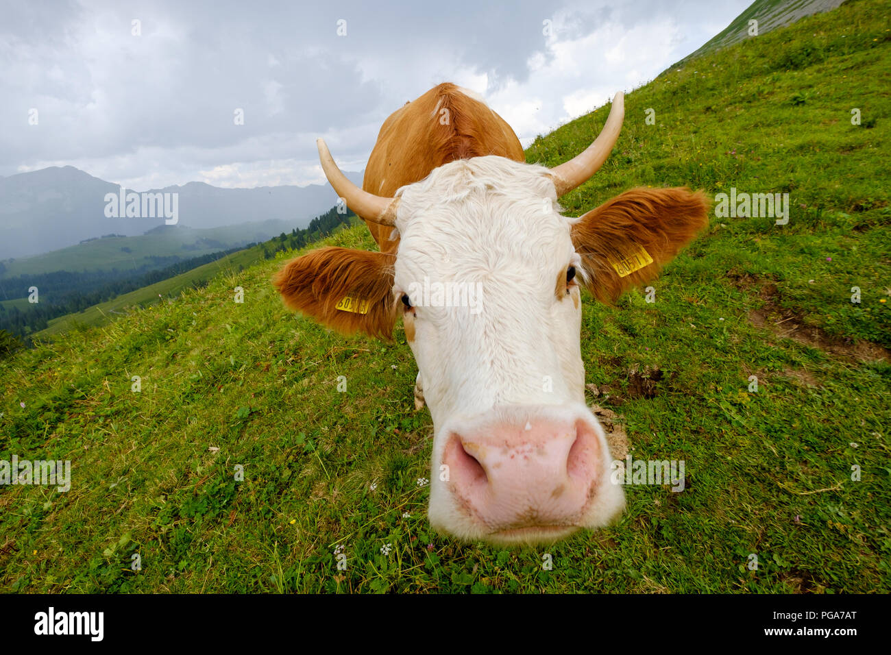 Funny portrait of a cow muzzle close-up on an alpine meadow in ...
